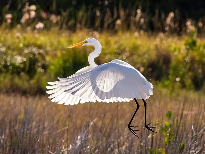 This egret strikes a pose worthy of a ballet dancer &ndash; nature's reminder that grace doesn't require dance lessons, just wings.
