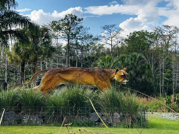 This impressive Florida panther sculpture captures the majestic power of the state's most endangered big cat, a true Everglades icon.
