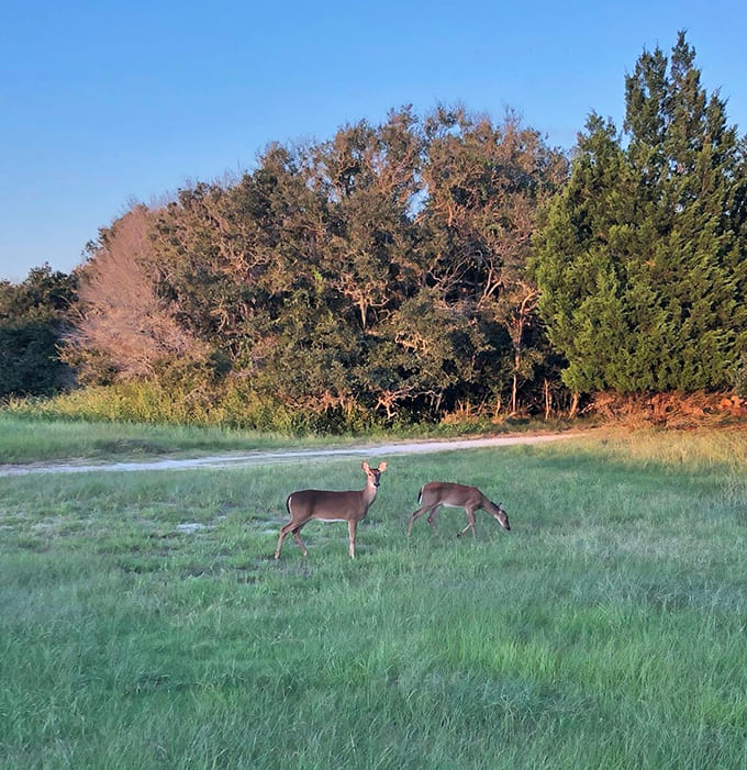 Local deer graze peacefully in the golden light, blissfully unaware they're photobombing your attempt at capturing pristine wilderness scenery.