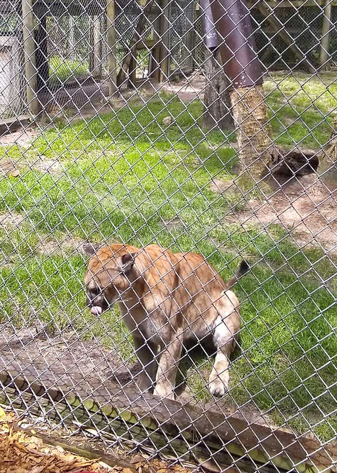 This cougar's expression suggests it's judging your life choices, and honestly, it might have a point about a few things.