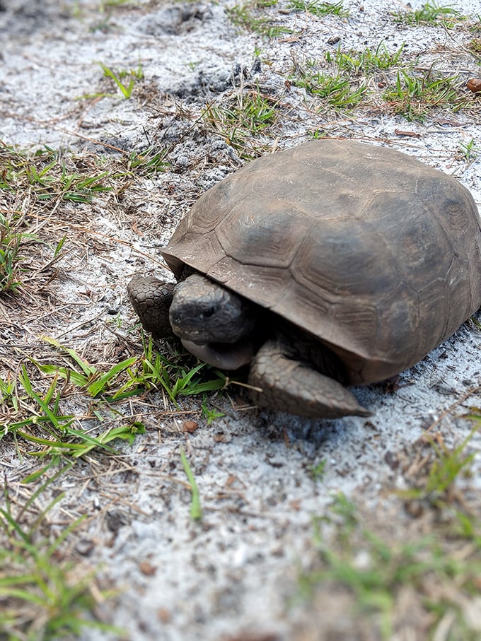 7. gopher tortoise