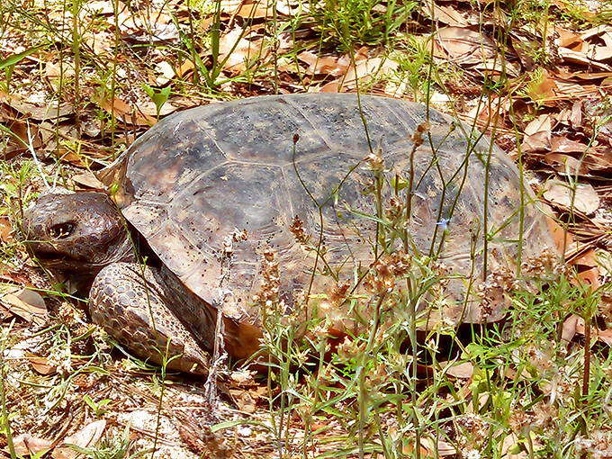 Florida's state reptile on the move! This gopher tortoise demonstrates why slow and steady wins the conservation race.