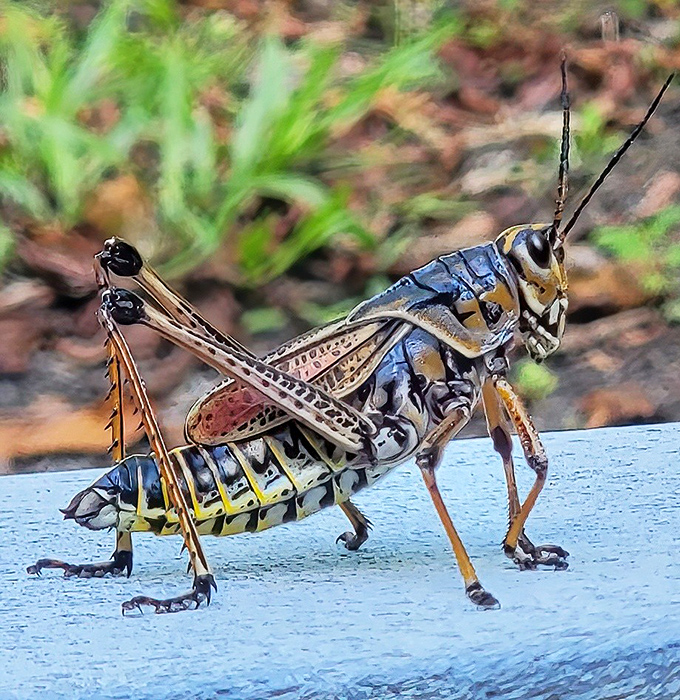 This grasshopper is clearly practicing its superhero pose while contemplating the meaning of life and possibly your lunch.