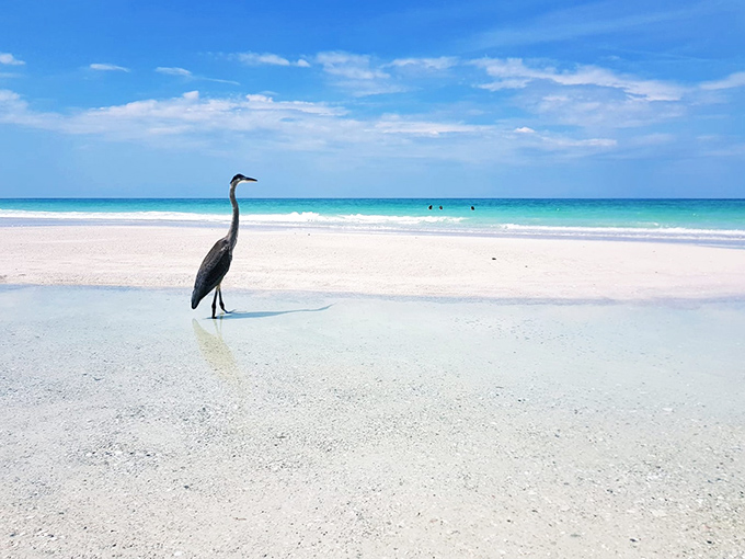 Nature's most patient fisherman, standing so still you'd think he was auditioning for a statue competition.