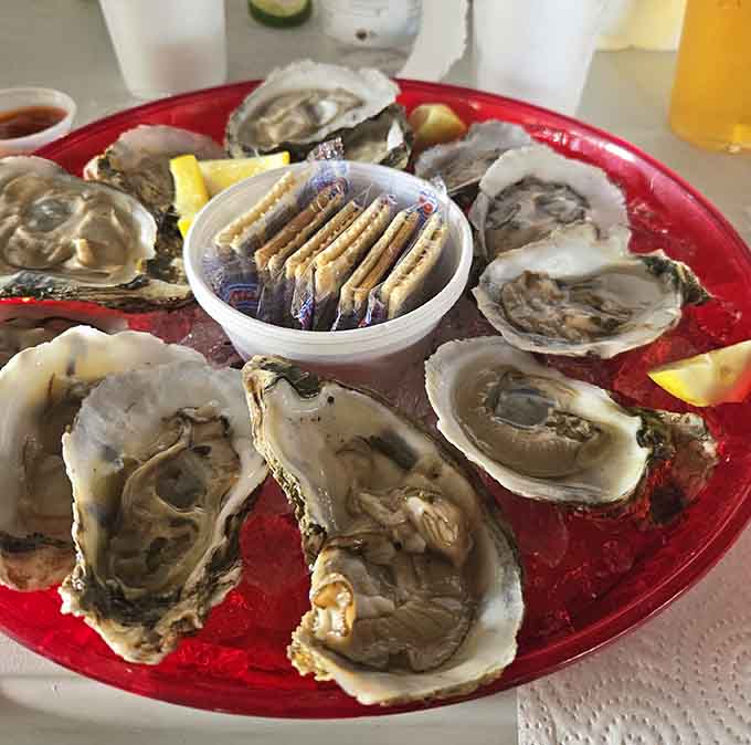 Oysters on the half shell served ice-cold and ocean-fresh, proving that sometimes simple is absolutely perfect.