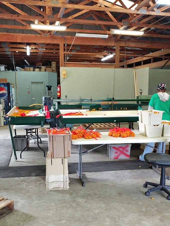 Inside the packing house where kumquat dreams come true, sorting and processing happens with the precision of a much larger operation scaled down perfectly.