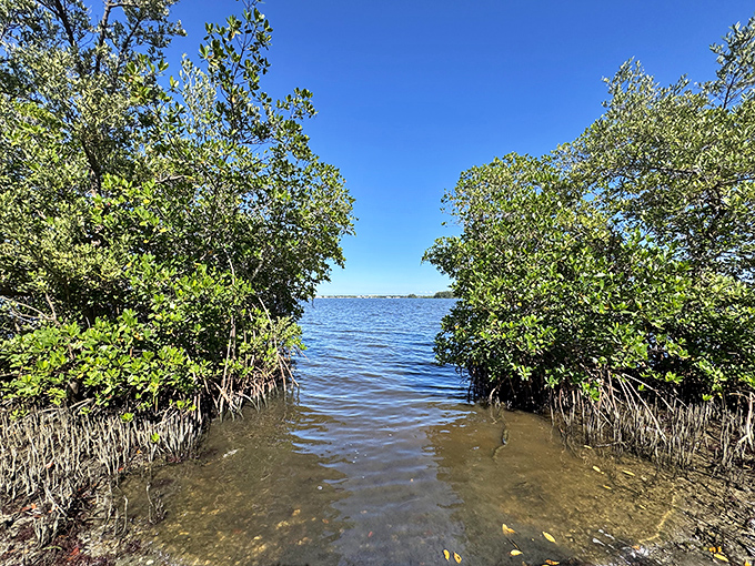 The Lagoon Greenway offers peaceful boardwalk strolls through mangroves where the only rush hour involves fiddler crabs scurrying about their business.