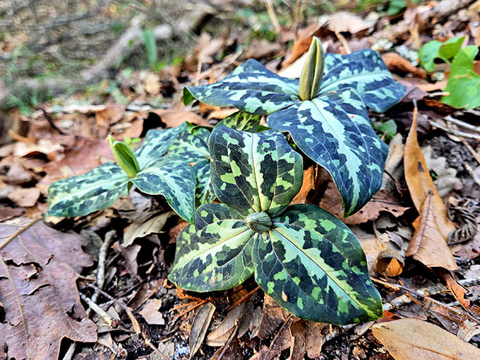 Delicate plants carpet the forest floor, proving that beauty doesn't need to be big to make an impression on observant visitors.