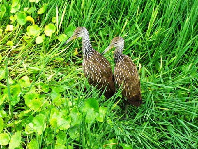 These distinctive wading birds patrol the shallows like feathered detectives, hunting for apple snails. Their wild, haunting calls provide nature's soundtrack.