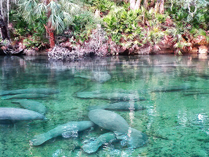 The crystal waters offer glimpses of Florida's gentle giants, who appreciate the spring's constant 72-degree temperature as much as human visitors.