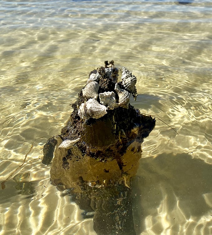 Nature's jewelry box reveals itself in shallow waters, where clusters of marine snails create living sculptures that change with each gentle tide.