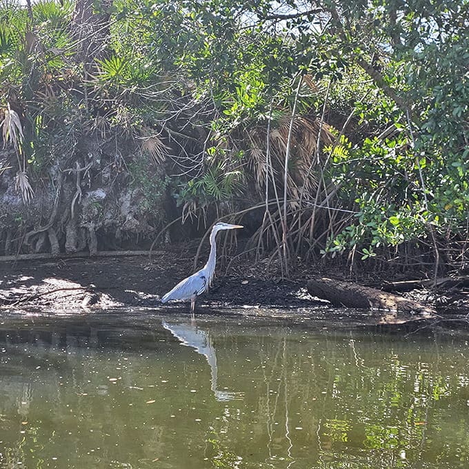 The great blue heron, patiently demonstrating that good things come to those who wait, especially if you're fishing.