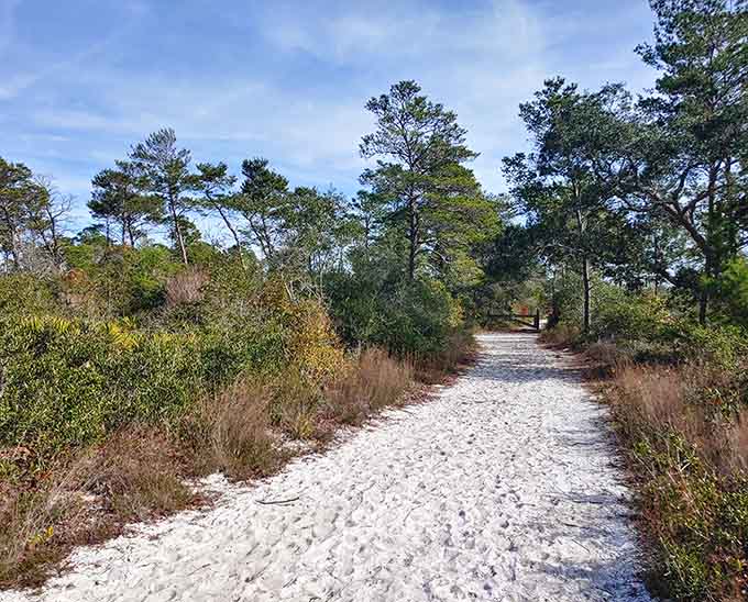 Sandy trails lead deeper into the preserve, inviting exploration and promising discoveries around every bend.