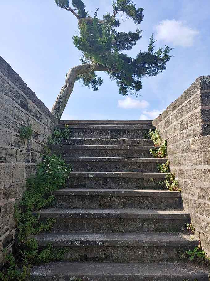 These weathered stairs lead nowhere and everywhere simultaneously, like something from an M.C. Escher drawing but with more Spanish moss.