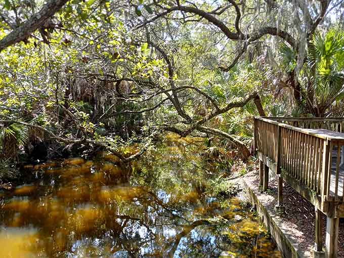 That tea-colored water isn't dirty, it's naturally tinted by tannins, like nature's own version of a vintage Instagram filter.