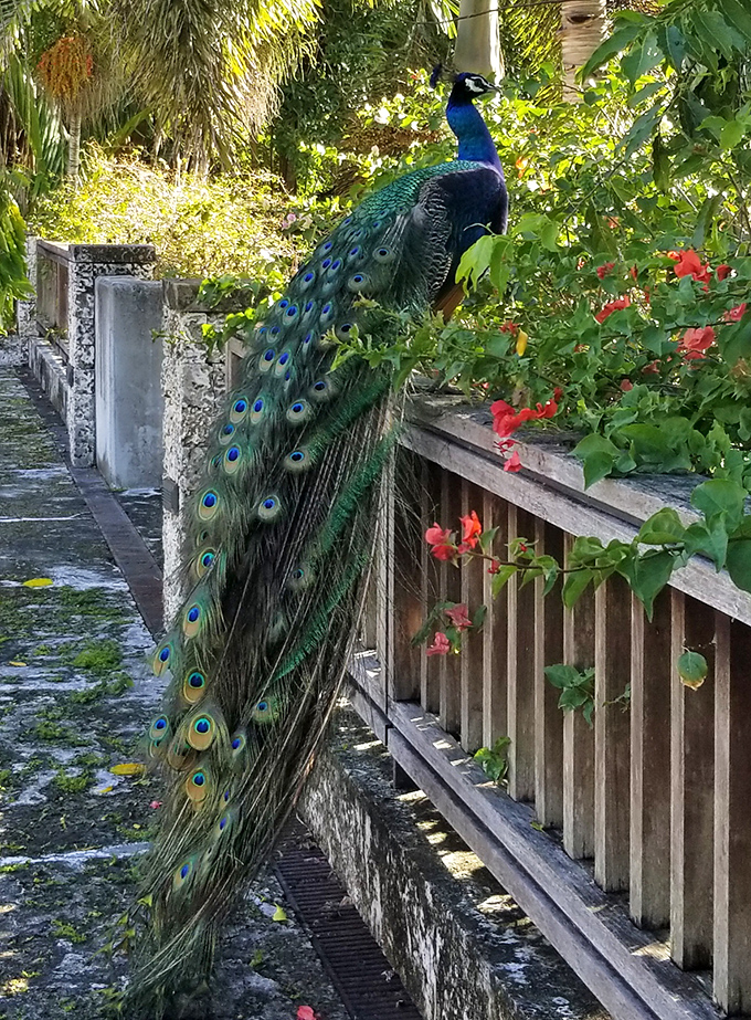 A resident peacock displays his magnificent plumage against flowering shrubs, adding living sculpture to the garden's already impressive collection.