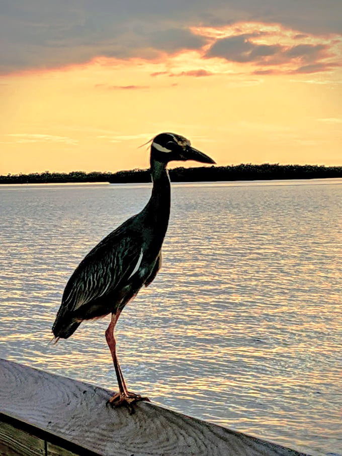This yellow-crowned night-heron strikes a pose that would make any Instagram influencer jealous of its waterfront real estate.