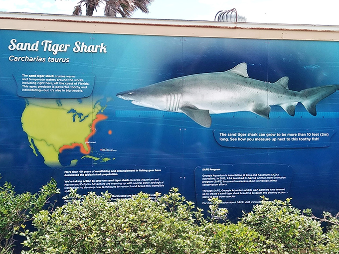 The Sand Tiger Shark display &ndash; nature's reminder that not everything in the ocean wants to play catch with you.