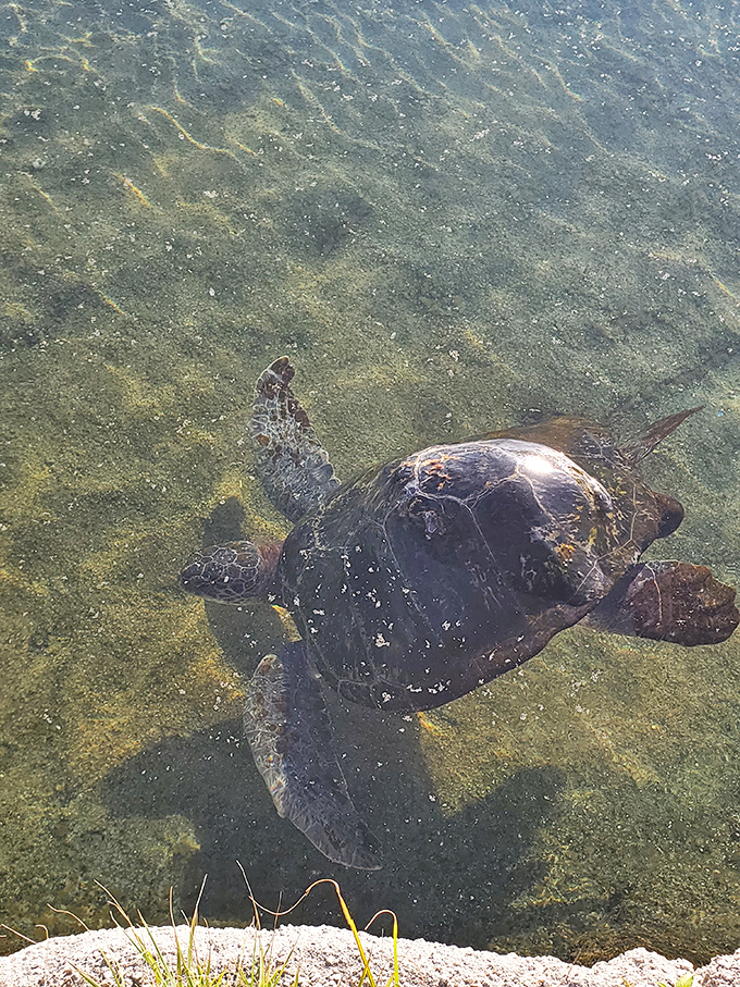 A sea turtle glides through crystal-clear waters, its ancient shell telling stories of ocean journeys that would make any traveler envious.