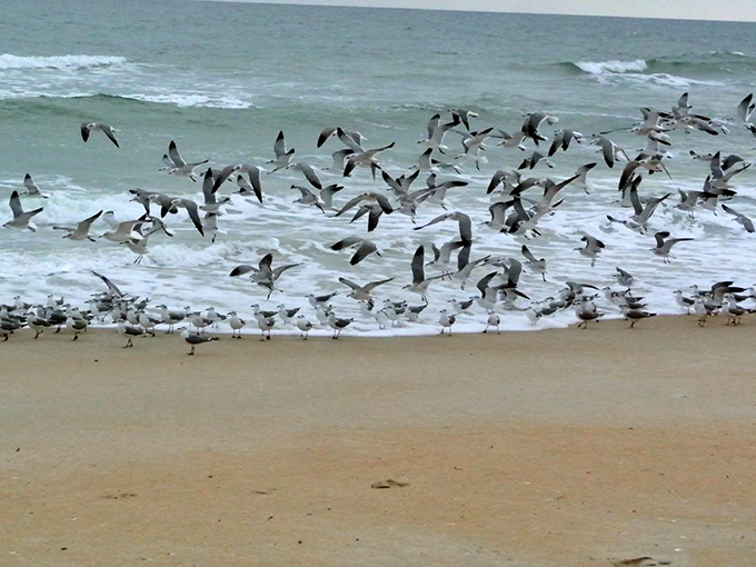 Nature's most enthusiastic welcoming committee takes flight. These seagulls aren't shy about greeting visitors to their sandy domain.