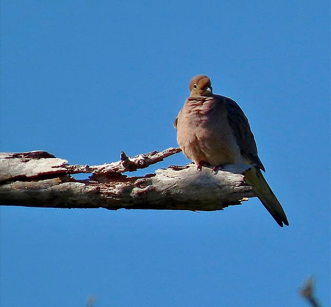 This mourning dove poses against blue sky like it's auditioning for a nature documentary about Florida's feathered residents.