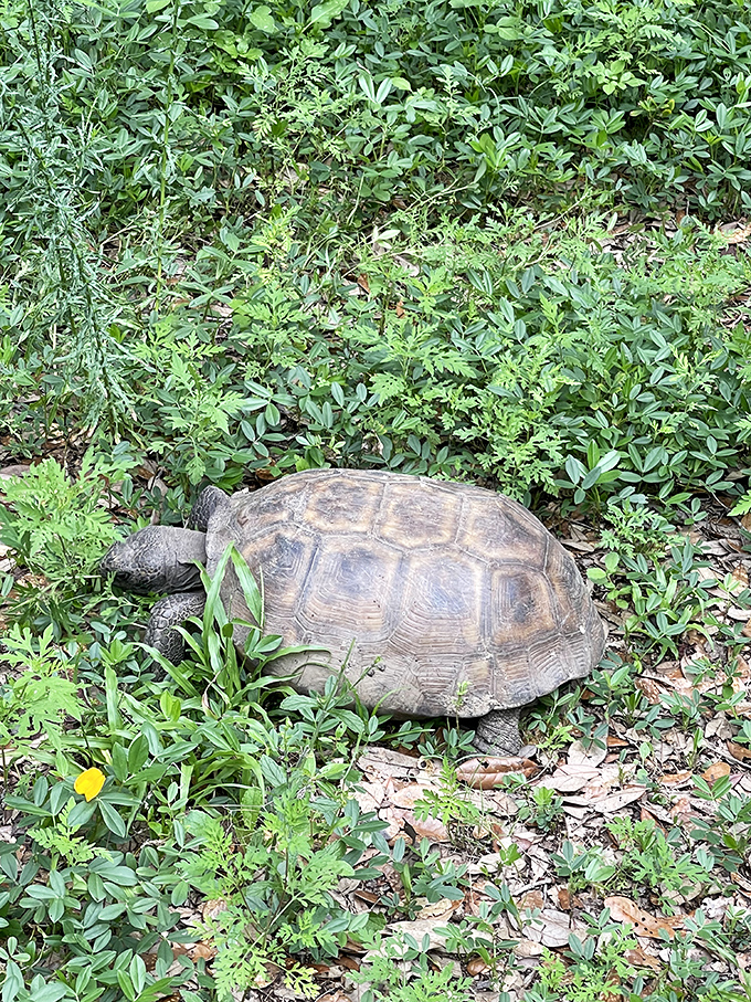 This gopher tortoise didn't get the memo about fast-paced city life &ndash; taking things slow since, well, forever.