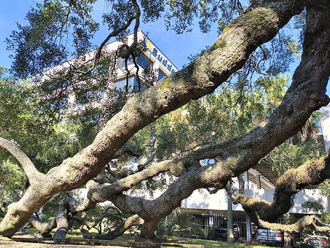 These branches twist and turn like nature's own abstract sculpture, except this one took hundreds of years to create.