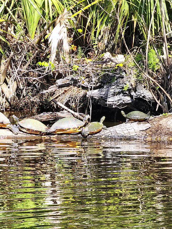 These turtles have perfected the art of relaxation, demonstrating proper Florida leisure techniques for observant humans.