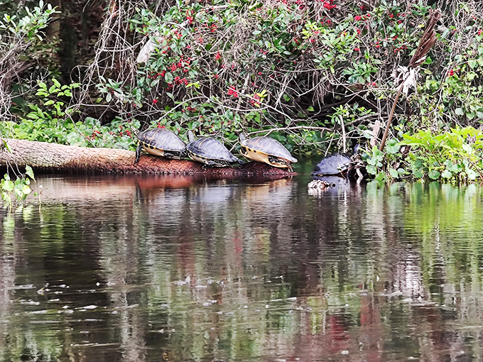 Turtle conference in session: these shelled residents have perfected the art of sunbathing on fallen logs.