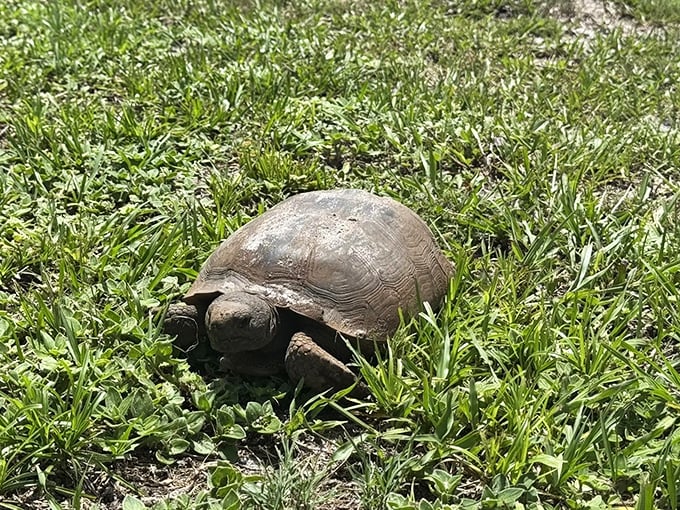 Florida's original slow-moving resident takes a sunbath break, demonstrating the proper trail pace for maximum enjoyment.