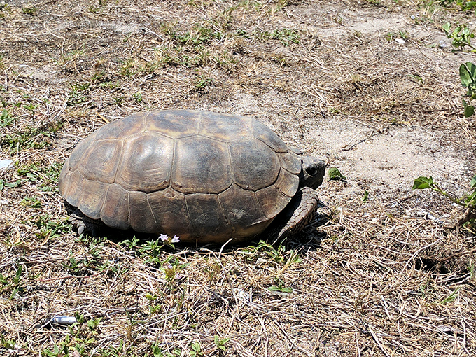 Even the local gopher tortoises seem to move with historical purpose, their ancestors possibly witnessing Ponce de Le&oacute;n's arrival centuries ago.
