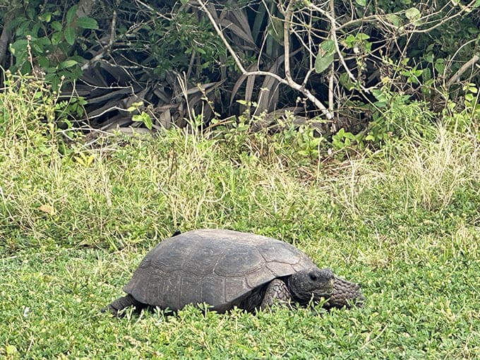 Local gopher tortoises roam the grounds looking perpetually unimpressed with human visitors, as they've been doing since long before we showed up here.