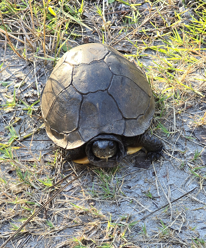 Meet the original slow-moving Florida resident &ndash; this gopher tortoise doesn't care about your schedule and has been practicing social distancing for millions of years.