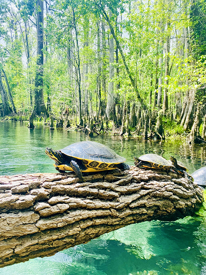 Turtles bask on a fallen log, nature's sunbathers showing us how to properly enjoy a lazy afternoon by the water.