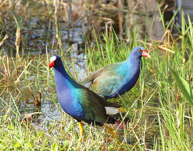 Purple gallinules strut around like they're wearing designer feathers, because apparently some birds got the fashion memo.