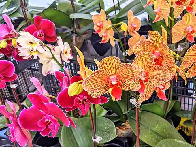 Vibrant orchids bloom in impossible colors, proving that Florida's climate can nurture both tropical and spiritual beauty.