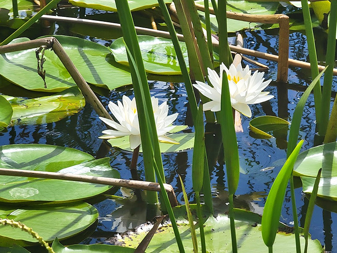 Water lilies bloom like stars in a green galaxy, their delicate white flowers opening to greet the Florida sunshine.