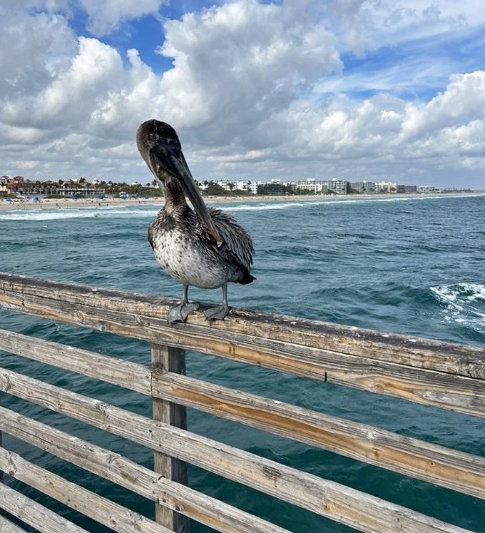 A pelican surveys its domain from the pier railing, looking simultaneously majestic and comically judgmental of human fishing techniques.