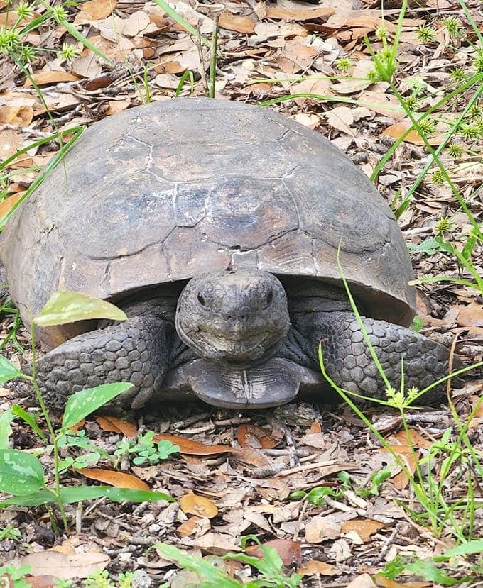 This gopher tortoise has been perfecting the art of slow living since before it was trendy.
