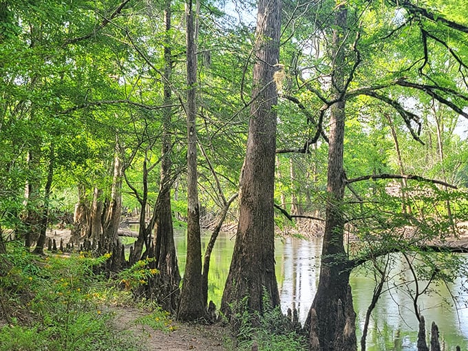 Tree-lined trailway mark the way to one of Florida's most atmospheric historical sites and legendary hauntings.