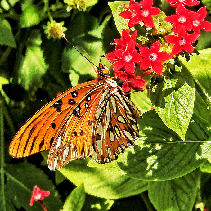 Nature's most elegant dancer takes a brief rest, showing off wings that put human artwork to shame.