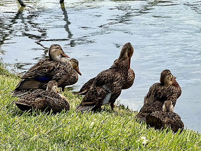 Even the local ducks know a good thing when they see it, gathering for their own version of a spa day.