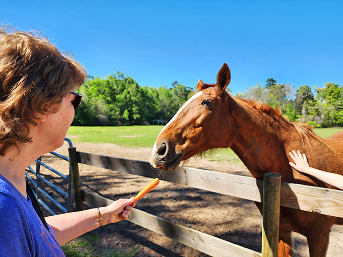 The universal language of carrots brings together visitors and residents, creating moments of connection that transcend species barriers.