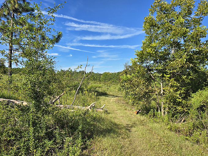 The trail opens to reveal a sun-drenched meadow, a surprising contrast to the dense forest behind.
