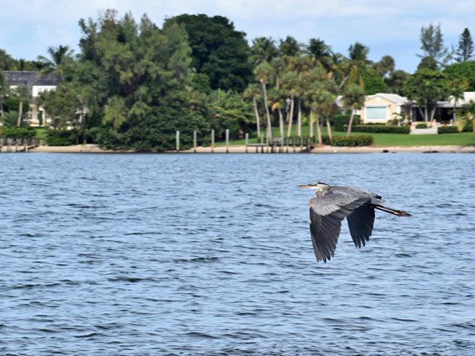 A great blue heron glides majestically over the lagoon, nature's perfect design for fishing these rich estuarine waters.
