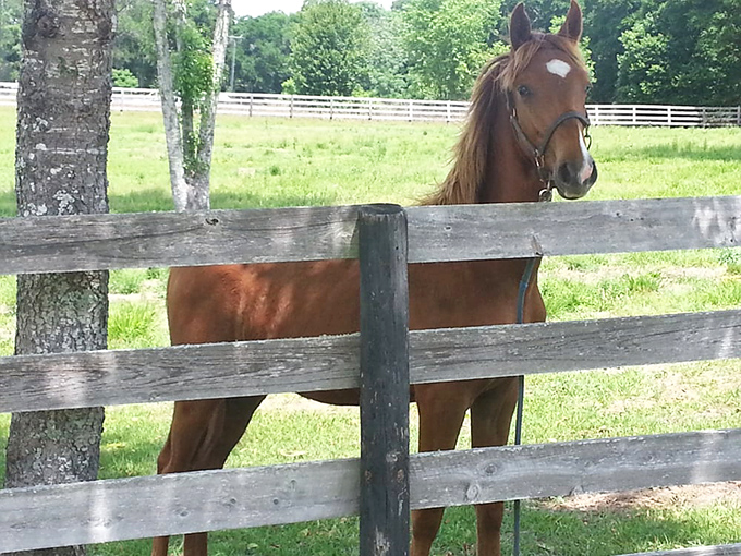 This four-legged local seems to ask, "Why the rush, human?" as it enjoys the simple pleasure of a sunny day in a grassy field.