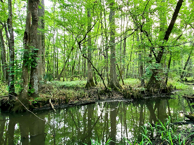 The swamp's reflective waters create perfect mirrors, doubling the beauty and reminding us that nature is the original Instagram filter.