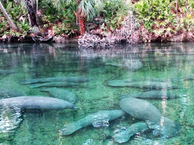 Where manatees gather like underwater teddy bears, reminding us why Florida's springs need our protection.