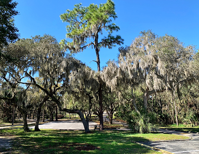 Cathedral-like canopies of Spanish moss create nature's most spectacular ceiling, filtering sunlight into dancing patterns below.