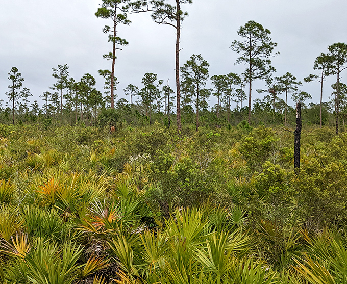 Florida's natural landscape showcases a delicate dance between water and wilderness that's been choreographed over millennia.